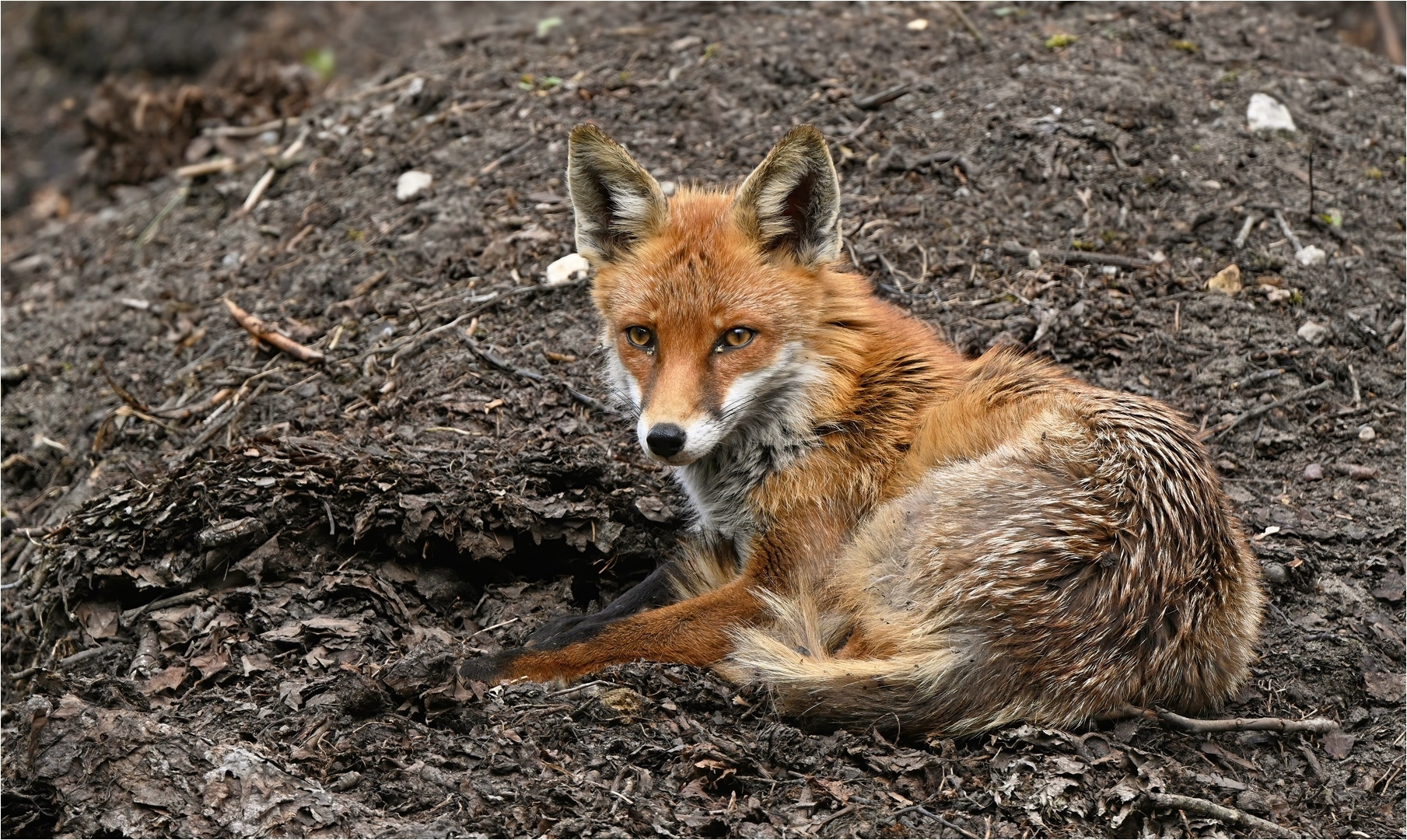 Rotfuchs Foto & Bild | tiere, wildlife, säugetiere Bilder auf fotocommunity