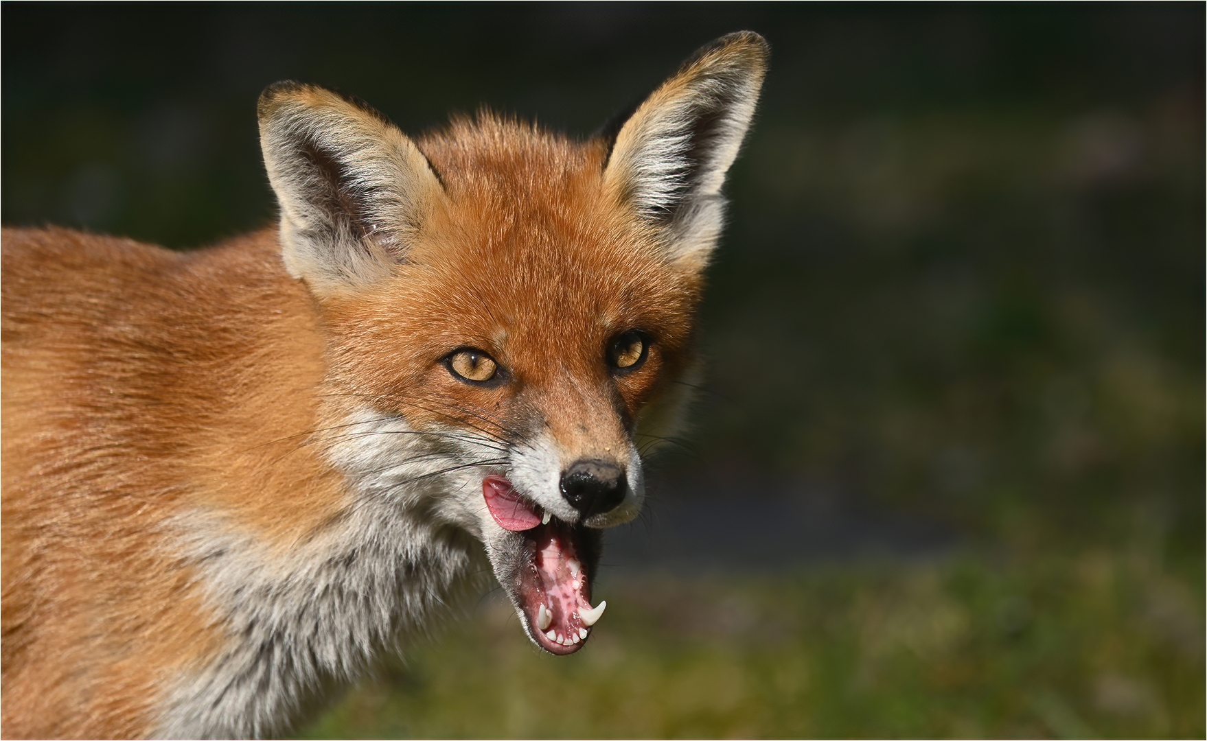 Rotfuchs Foto & Bild | tiere, wildlife, säugetiere Bilder auf fotocommunity