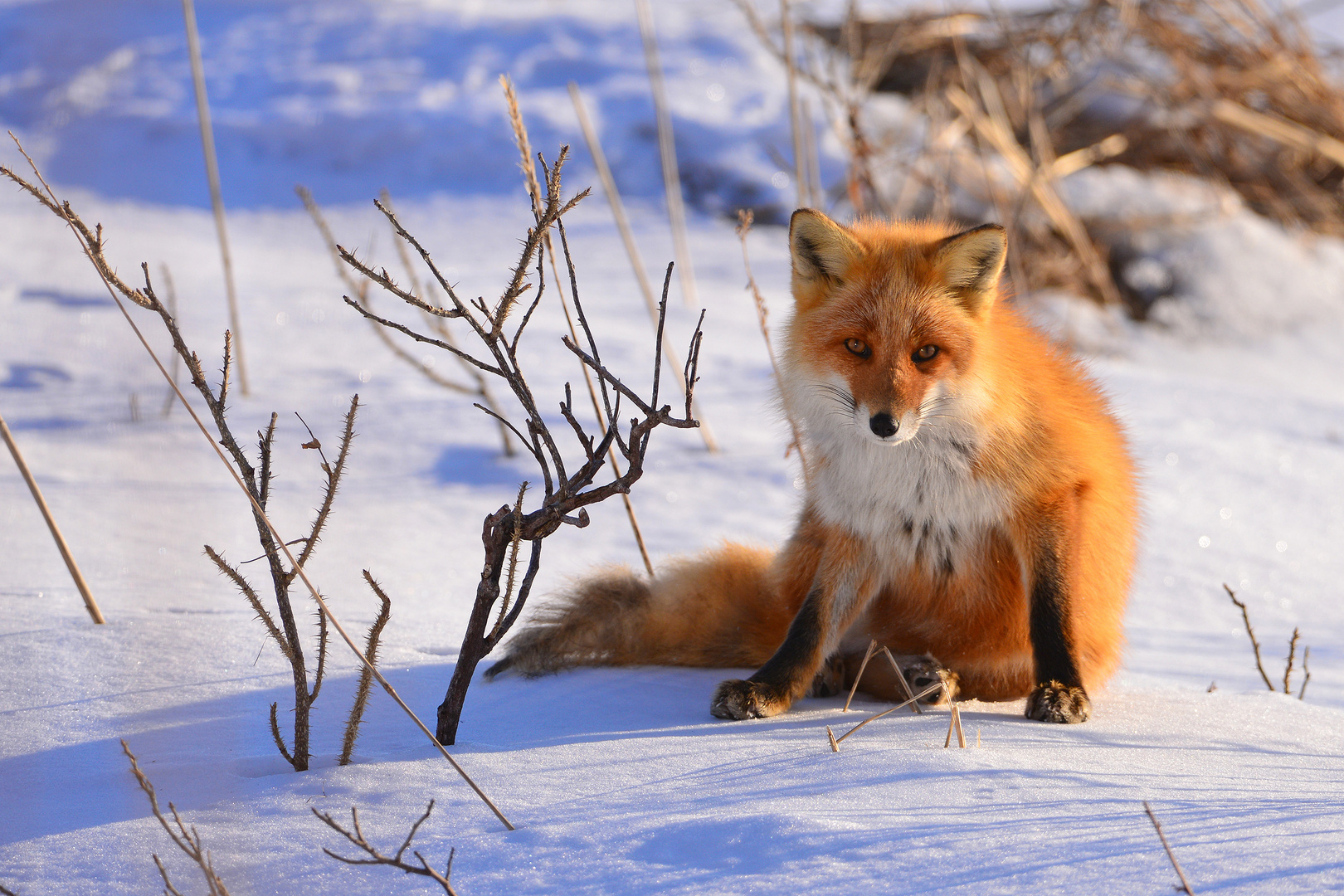 Rotfuchs Foto & Bild | monatswettbewerbe natur, foto des jahres 22 ...