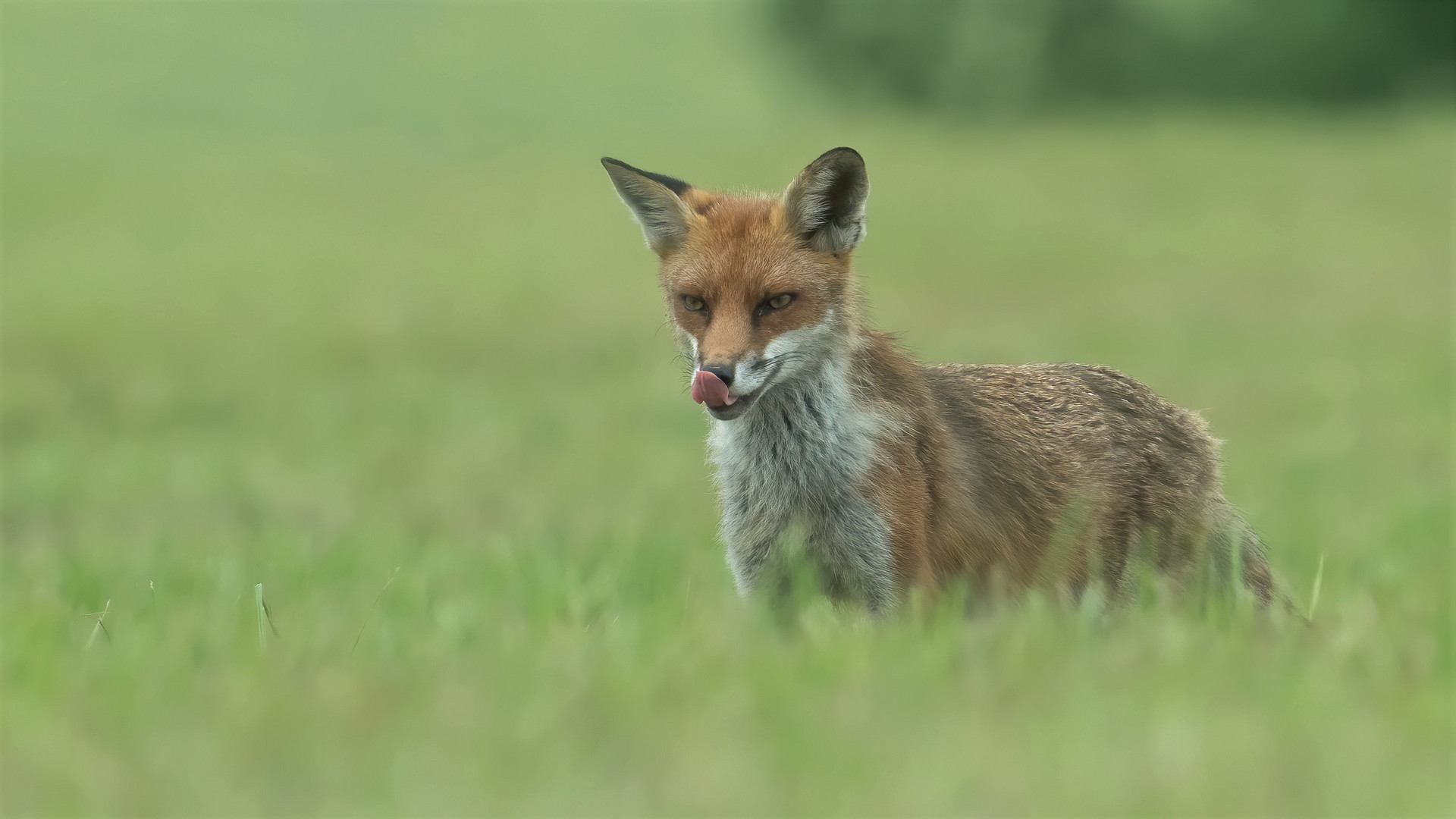 Rotfuchs Foto & Bild | tiere, wildlife, säugetiere Bilder auf fotocommunity
