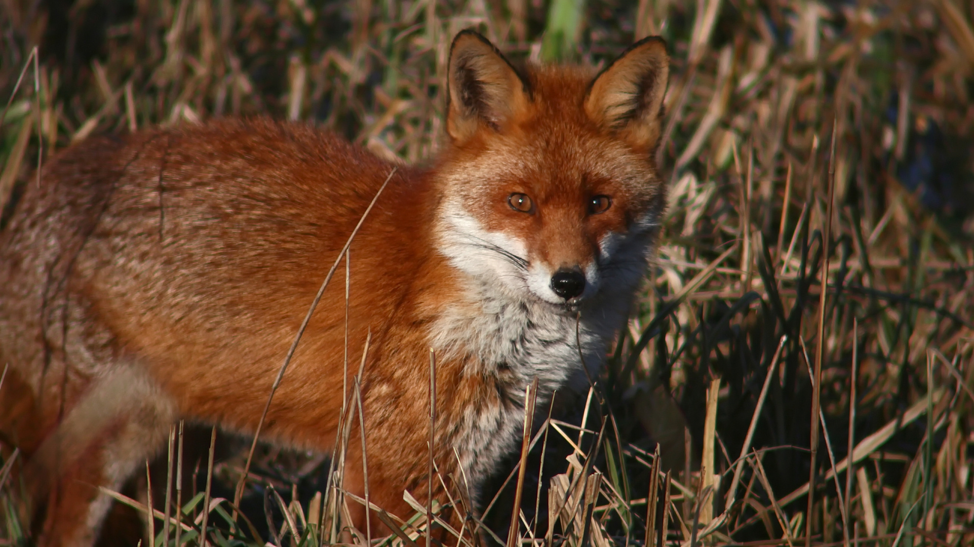 Rotfuchs Foto & Bild | tiere, wildlife, säugetiere Bilder auf fotocommunity