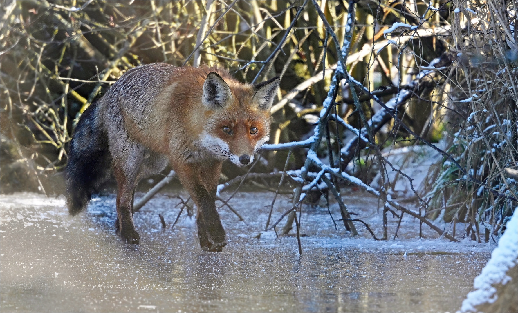 Rotfuchs Foto & Bild | tiere, wildlife, säugetiere Bilder auf fotocommunity