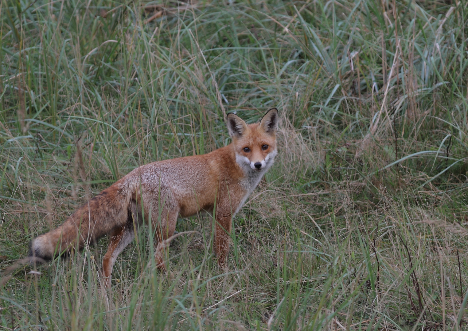 Rotfuchs 9/14 Foto & Bild | tiere, wildlife, säugetiere Bilder auf ...