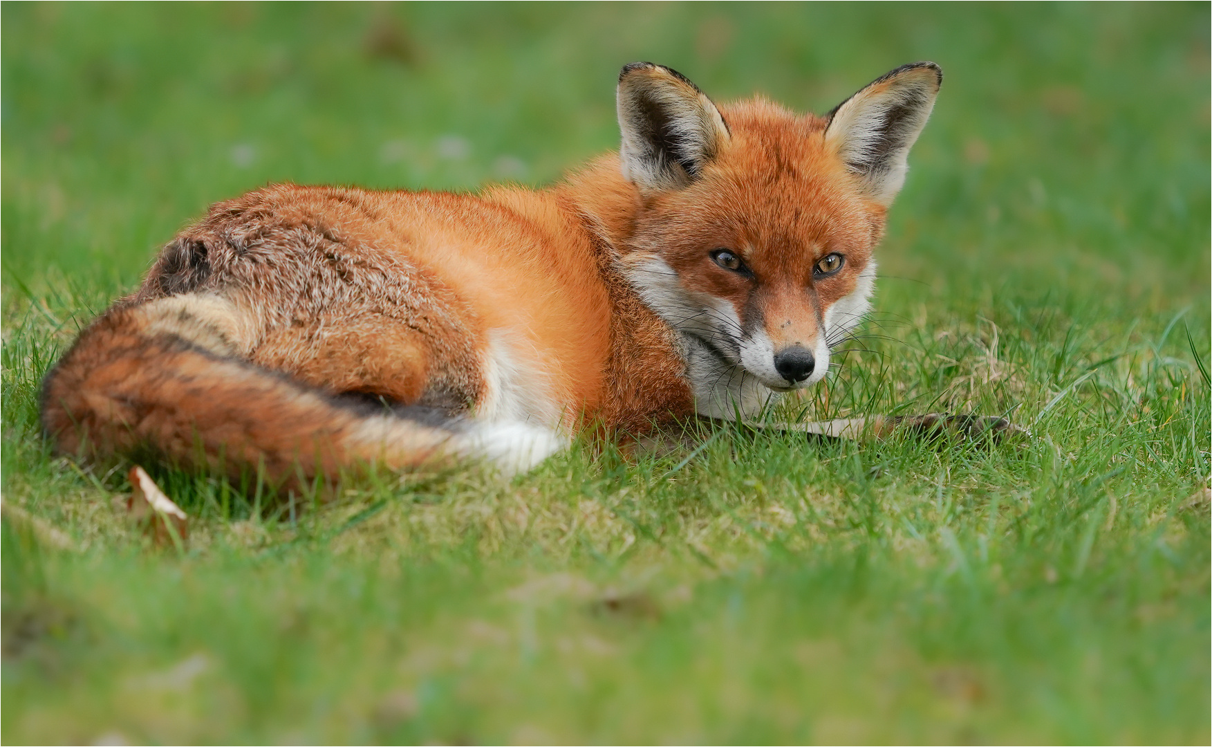 Rotfuchs Foto & Bild | red, natur, tier Bilder auf fotocommunity