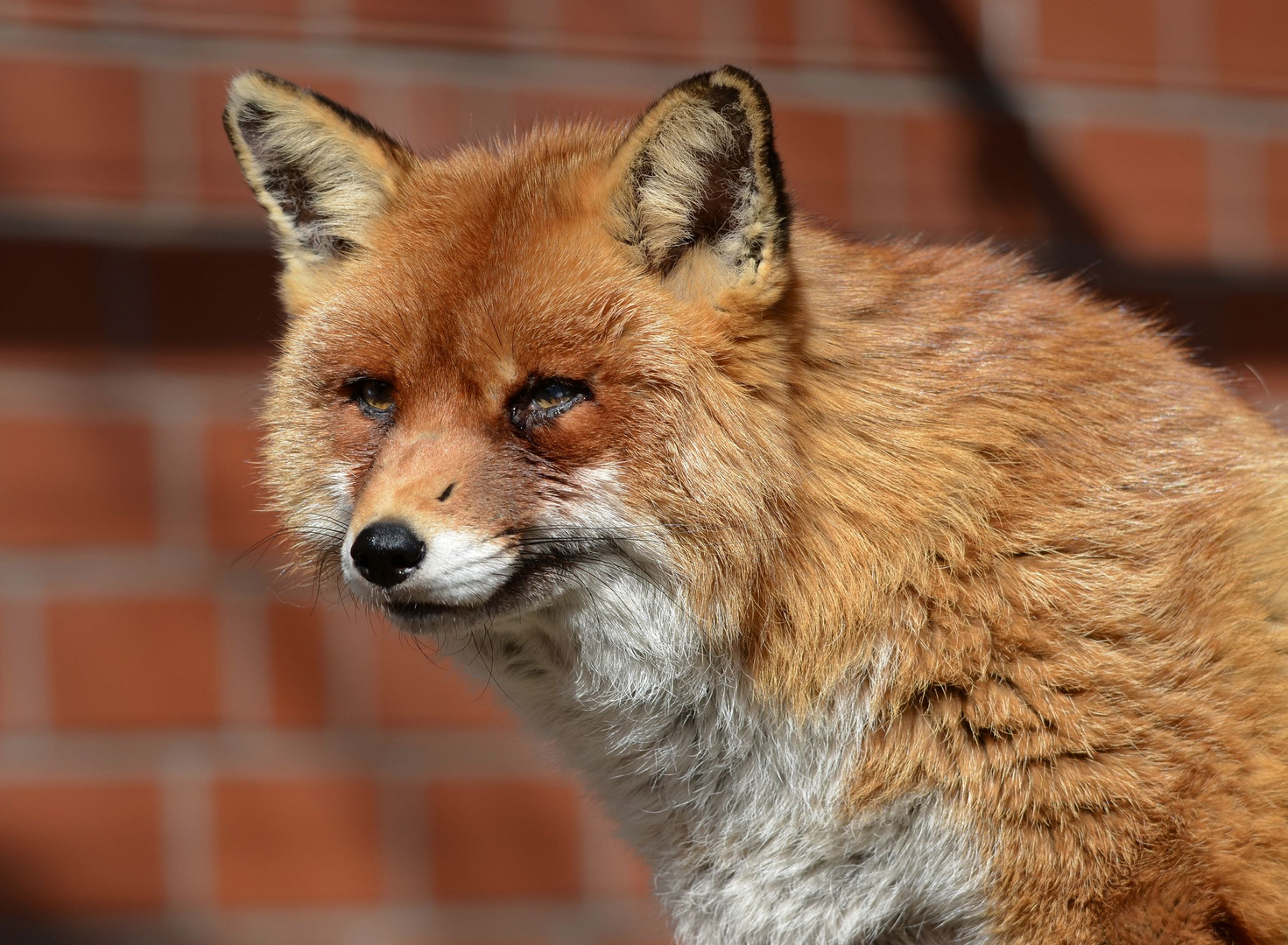 Rotfuchs Foto & Bild | tiere, zoo, wildpark & falknerei, säugetiere ...