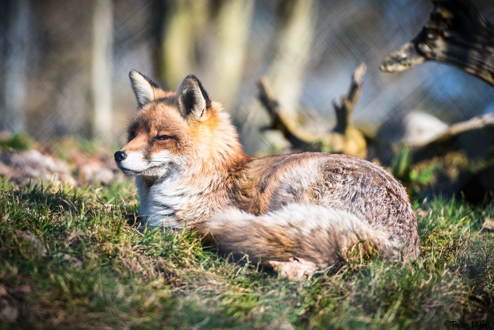 Rotfuchs Foto & Bild | tiere, zoo, wildpark & falknerei, säugetiere ...