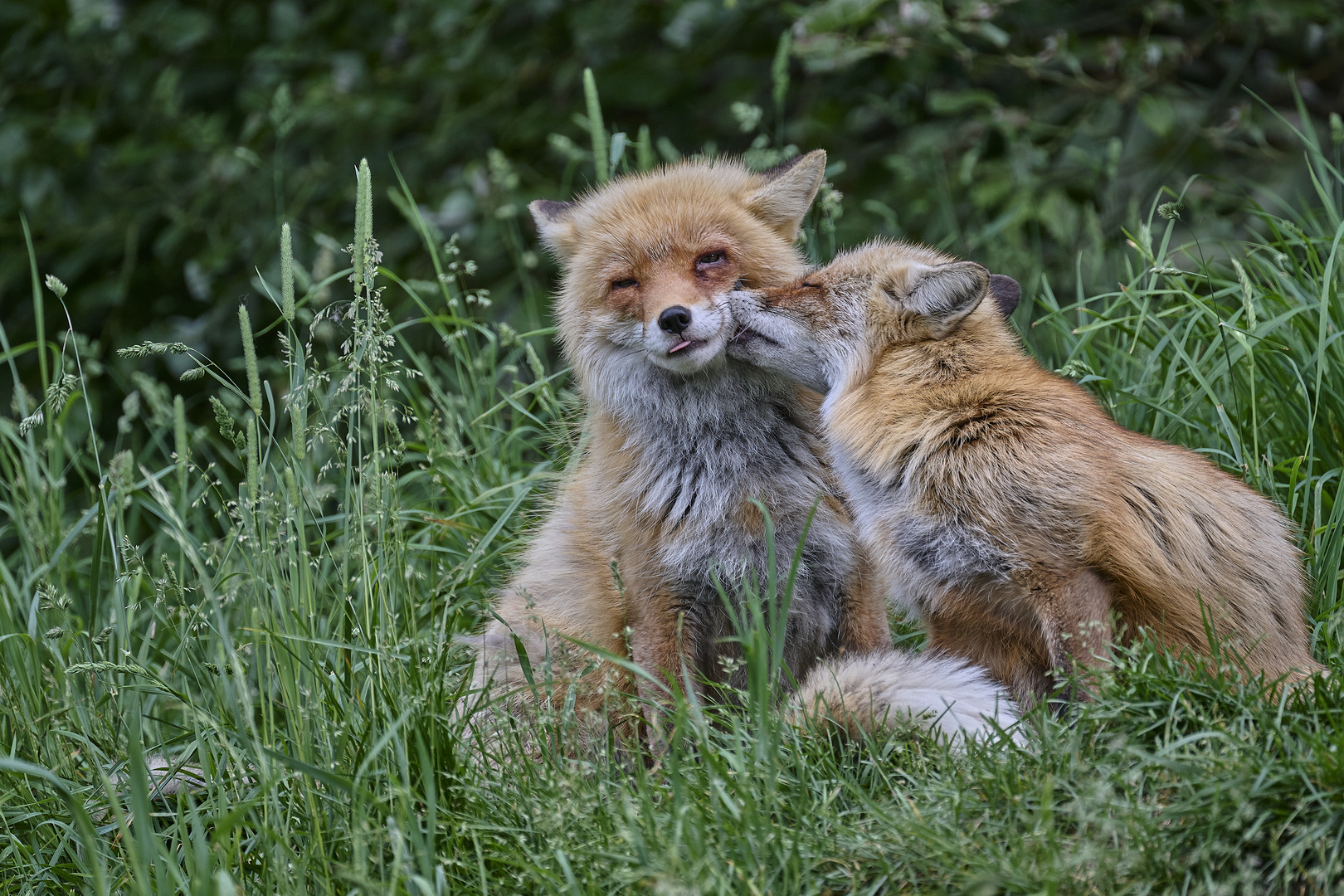 Rotfuchs Foto & Bild | tiere, tierdetails, natur Bilder auf fotocommunity