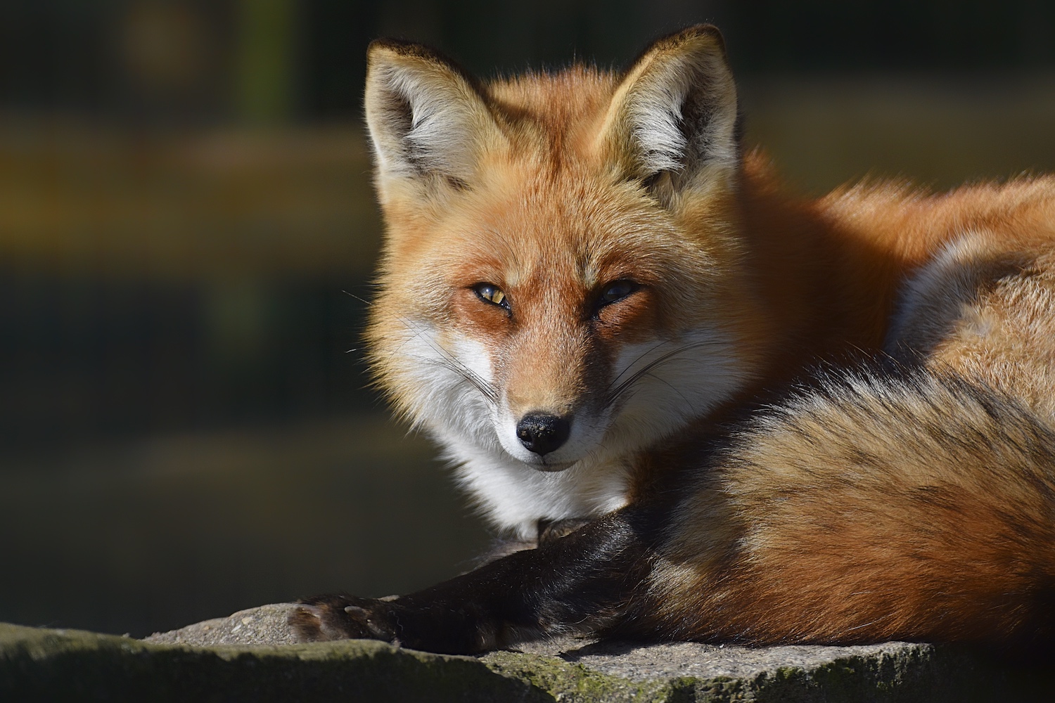 Rotfuchs Foto & Bild | tiere, zoo, wildpark & falknerei, säugetiere ...