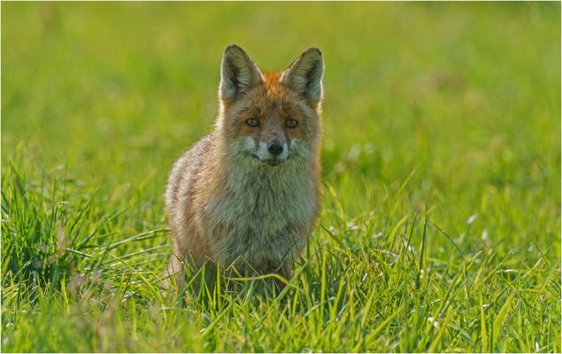 Raubtiere Bilder & Fotos