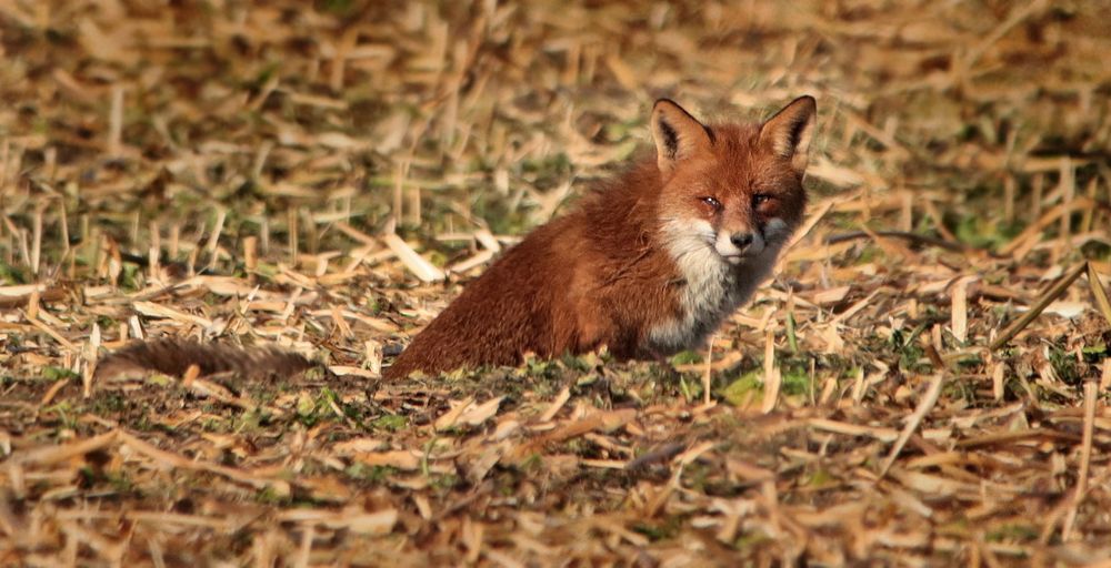 ROTFUCHS AM BAU Foto & Bild | feld, natur, augen Bilder auf fotocommunity