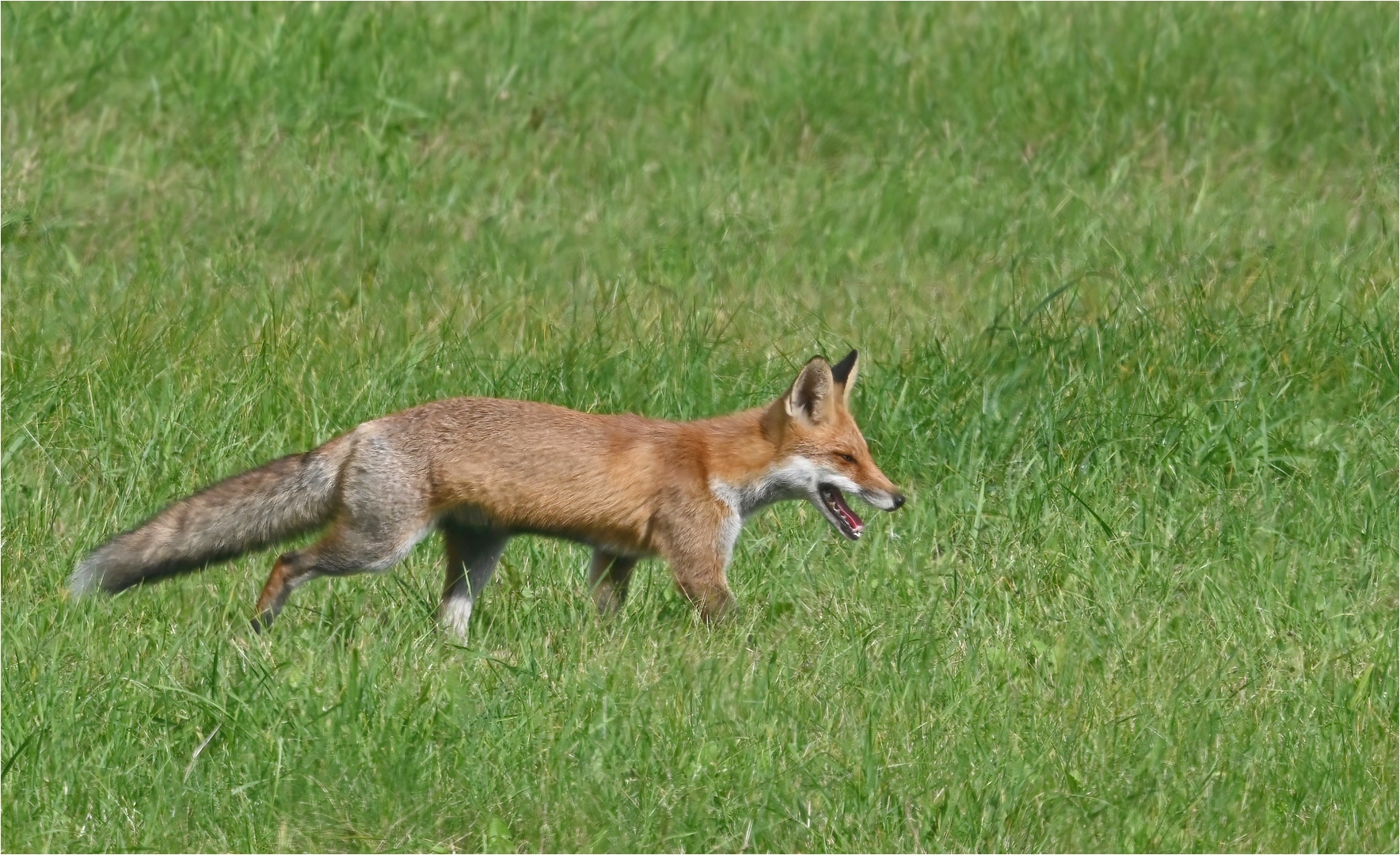 Rotfuchs auf der Jagd Foto & Bild | tiere, wildlife, säugetiere Bilder ...