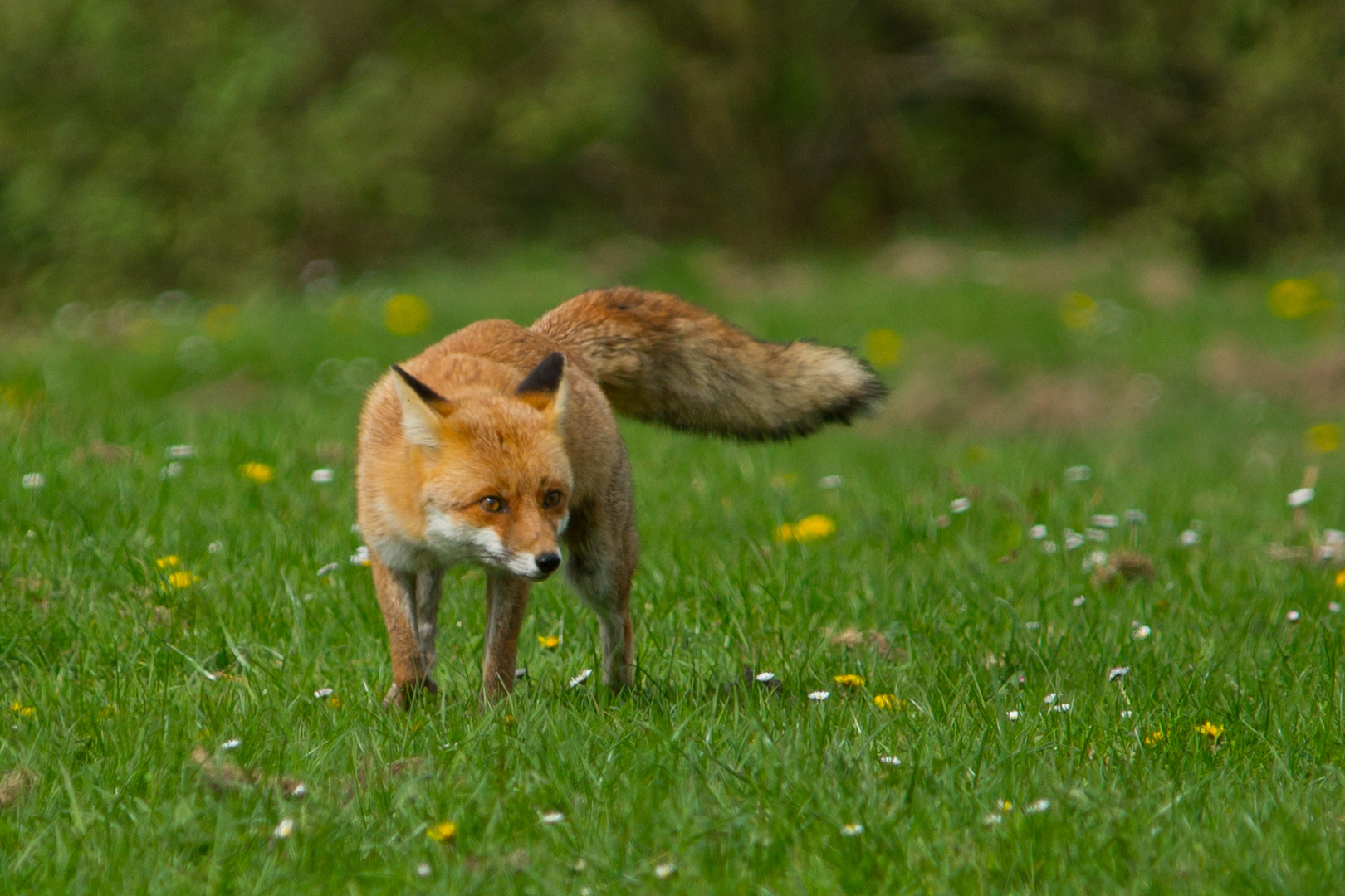 Rotfuchs Aufnahme 23.4.2019 Foto & Bild | tiere, wildlife, säugetiere ...