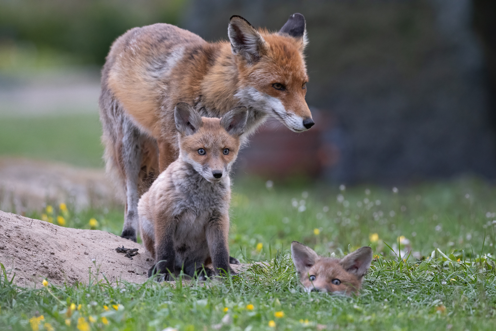 Rotfuchs Foto & Bild | tiere, wildlife, säugetiere Bilder auf fotocommunity