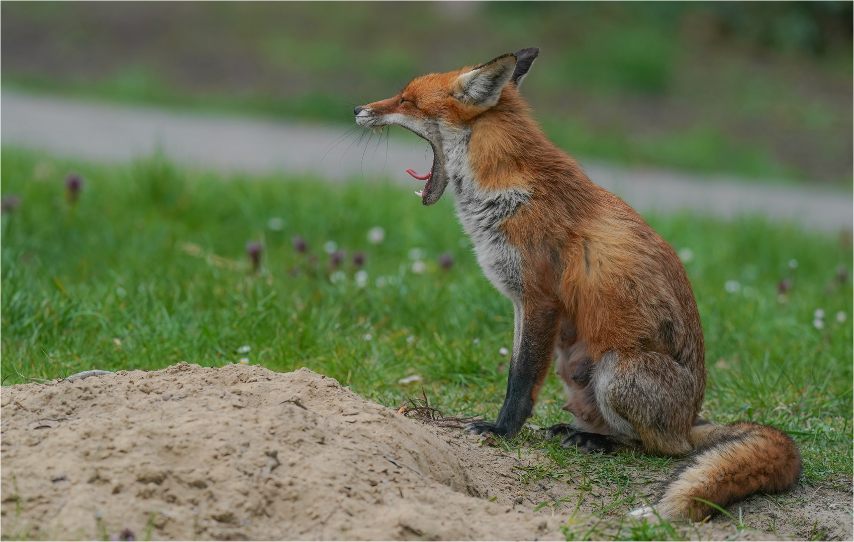 Rotfuchs Foto & Bild | natur, tiere, wildlife Bilder auf fotocommunity