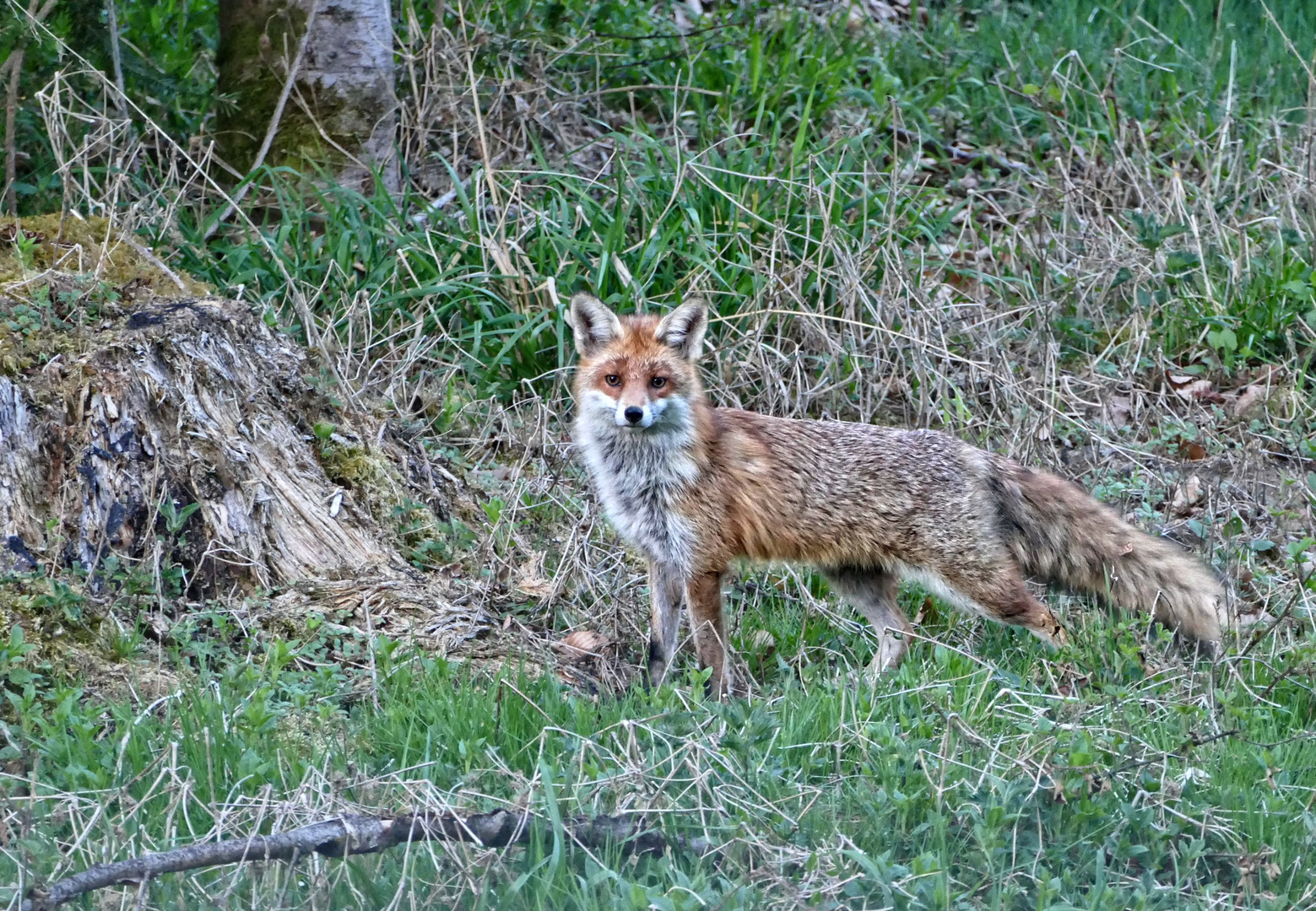 Rotfuchs Foto & Bild | wald, tiere, wildlife Bilder auf fotocommunity