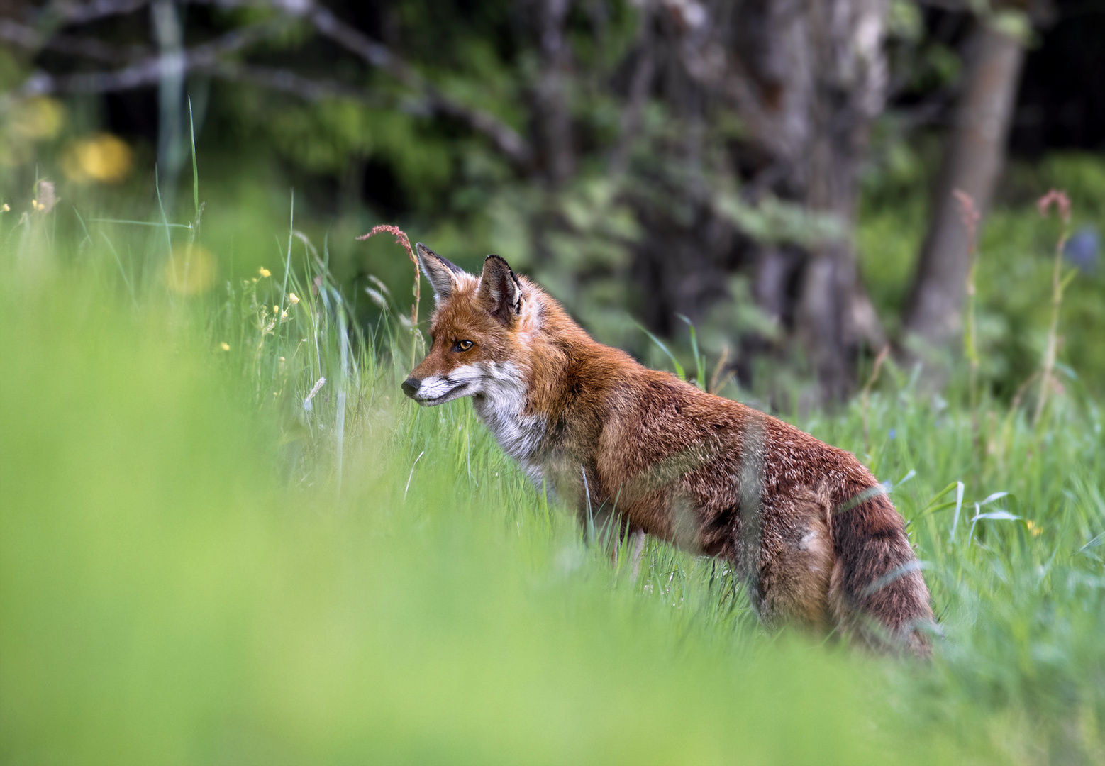 Rotfuchs Foto & Bild | wald, wiese, natur Bilder auf fotocommunity