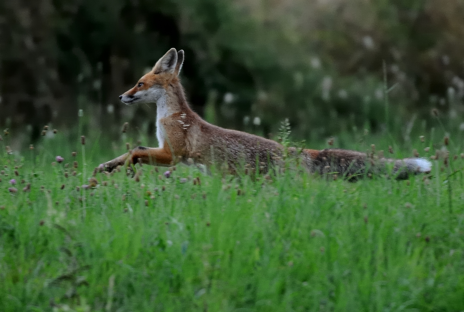Rotfuchs Foto & Bild | landschaft, natur-kreativ, fotos Bilder auf ...