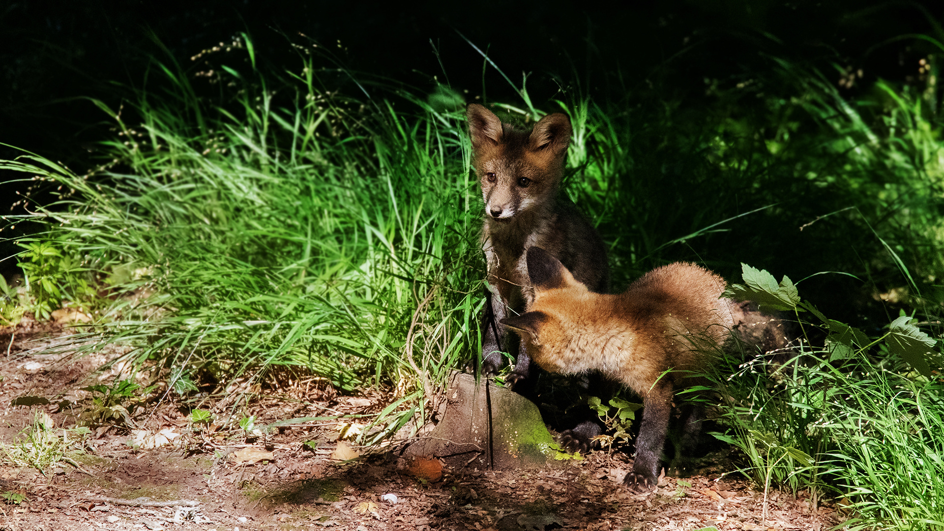 Rotfuchs-Babies 001a Foto & Bild | deutschland, europe, nordrhein ...