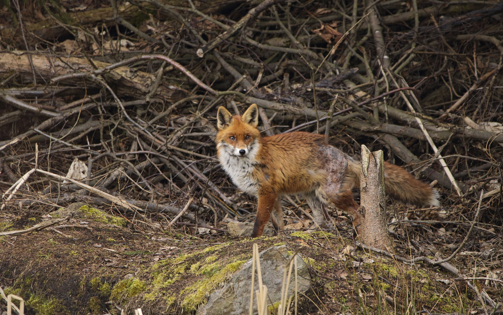 Rotfuchs Foto & Bild | tiere, wildlife, säugetiere Bilder auf fotocommunity