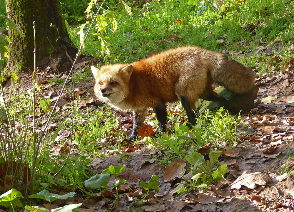 Rotfuchs Foto & Bild | natur, tiere, rotfuchs Bilder auf fotocommunity