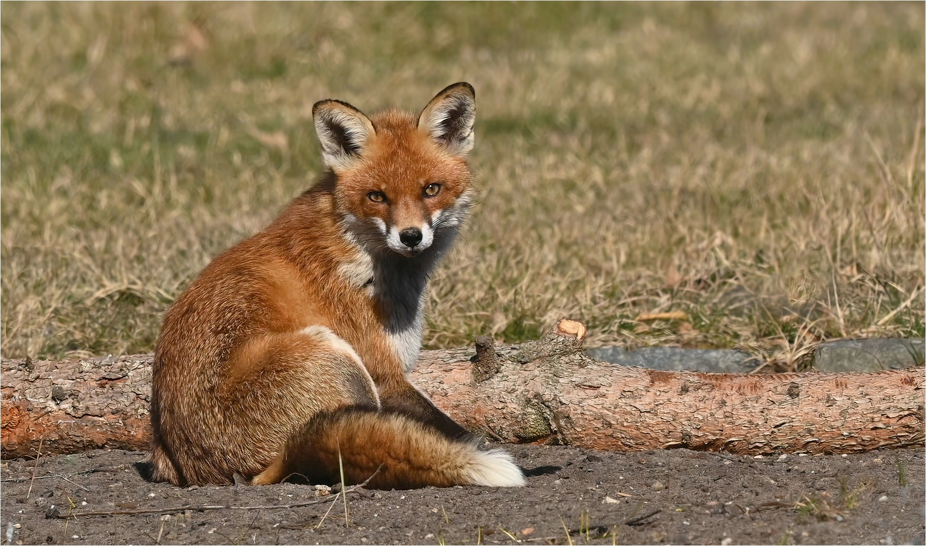 Rotfuchs Foto & Bild | tiere, wildlife, säugetiere Bilder auf fotocommunity