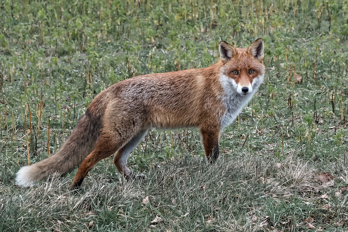 Rotfuchs Foto & Bild | tiere, wildlife, natur Bilder auf fotocommunity