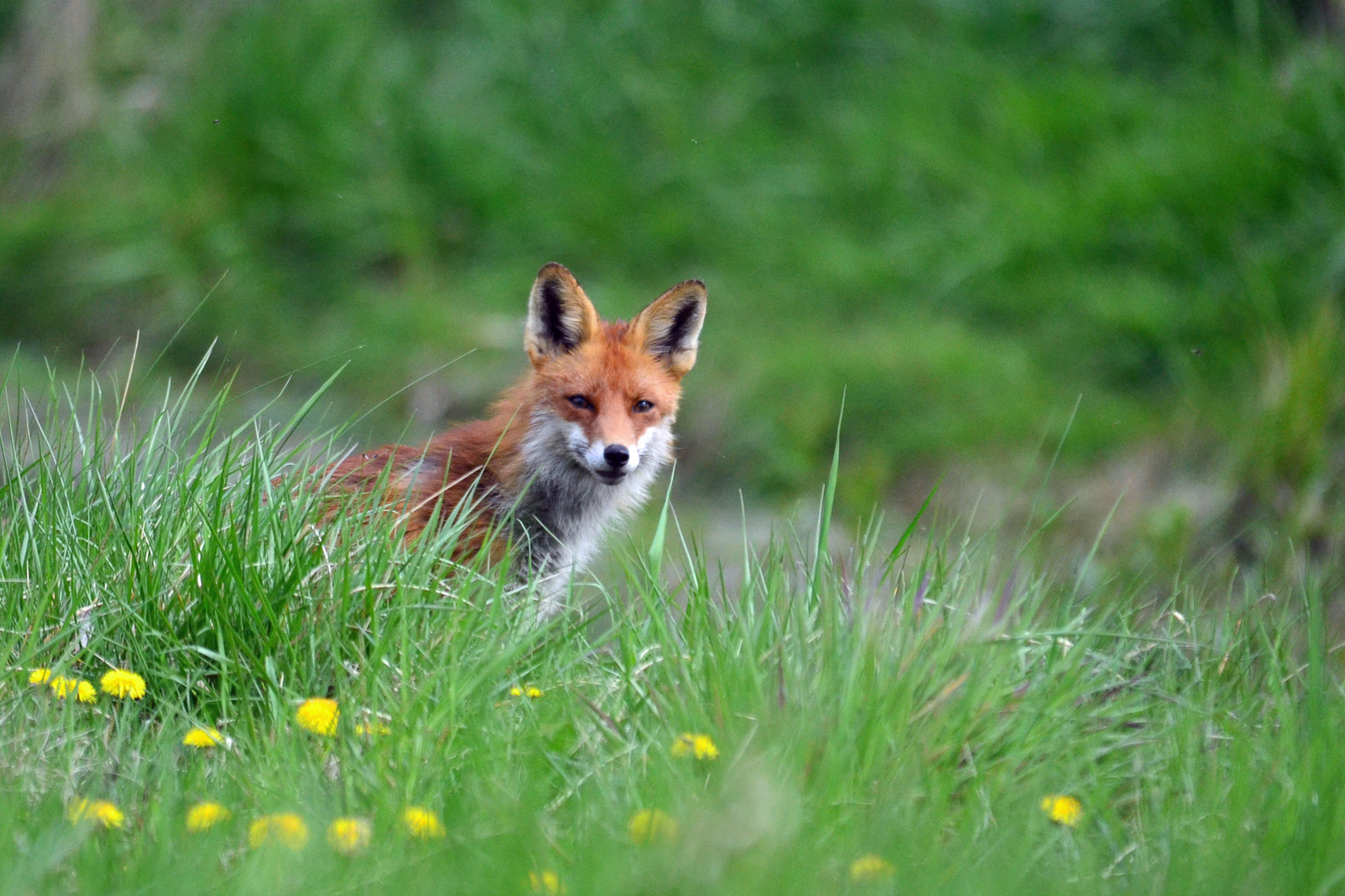 Rotfuchs Foto & Bild | tiere, wildlife, natur Bilder auf fotocommunity