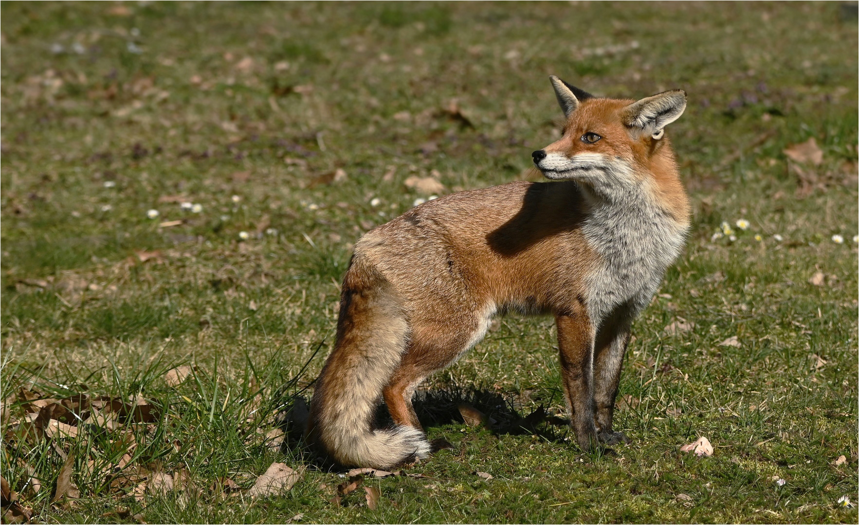 Rotfuchs Foto & Bild | tiere, wildlife, säugetiere Bilder auf fotocommunity