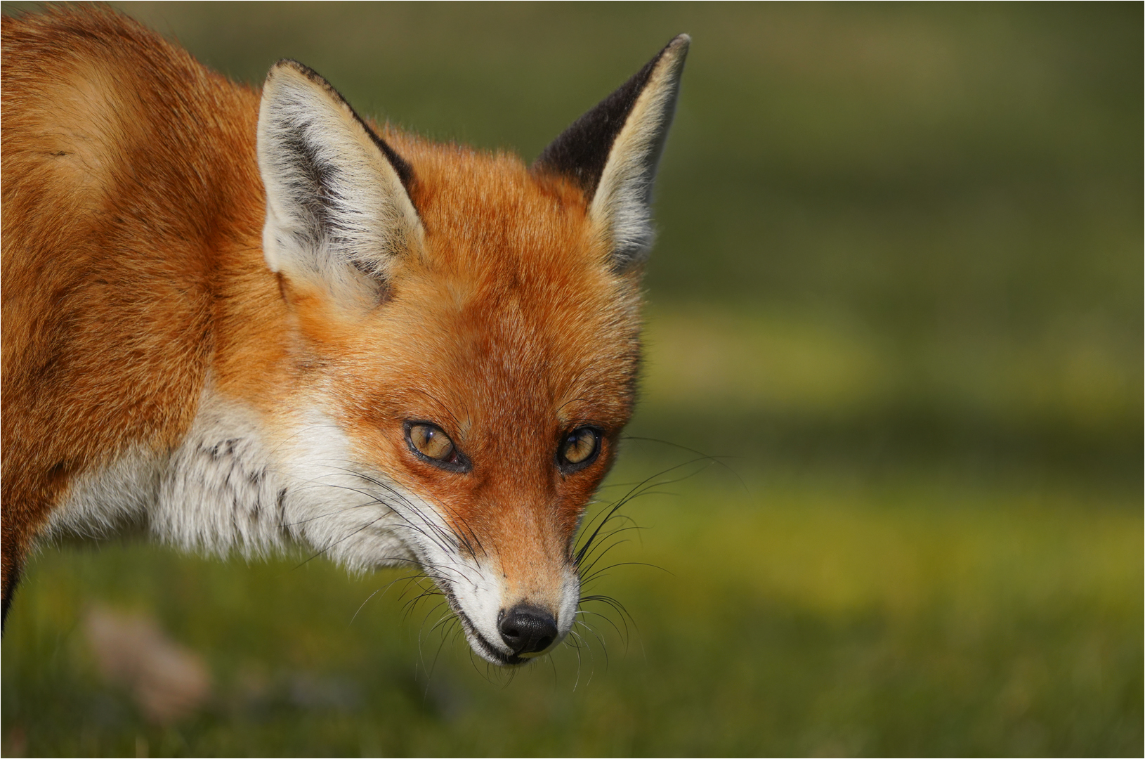 Rotfuchs Foto & Bild | natur, tiere, wildlife Bilder auf fotocommunity