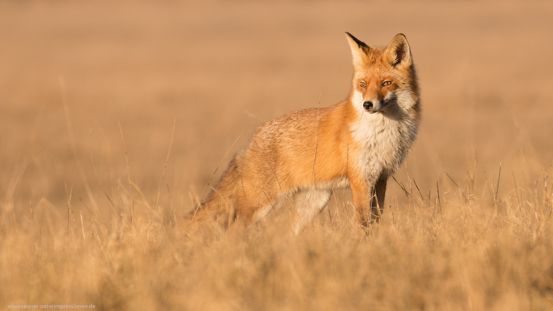 Rotfuchs Foto & Bild | brandenburg, natur, tiere Bilder auf fotocommunity
