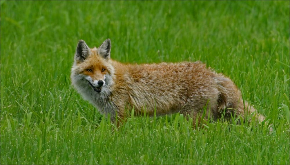 Rotfuchs Foto & Bild | nature, natur, tiere Bilder auf fotocommunity