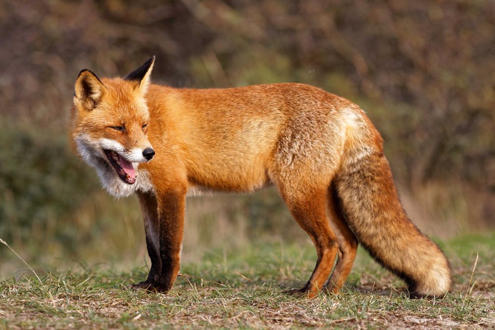 Rotfuchs der Boss 0117 Foto & Bild | säugetiere, natur, tiere Bilder ...