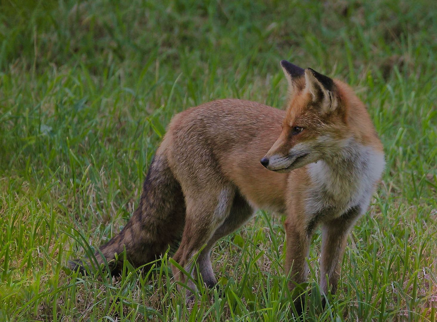 Rotfuchs Foto & Bild | natur, tiere, wildlife Bilder auf fotocommunity
