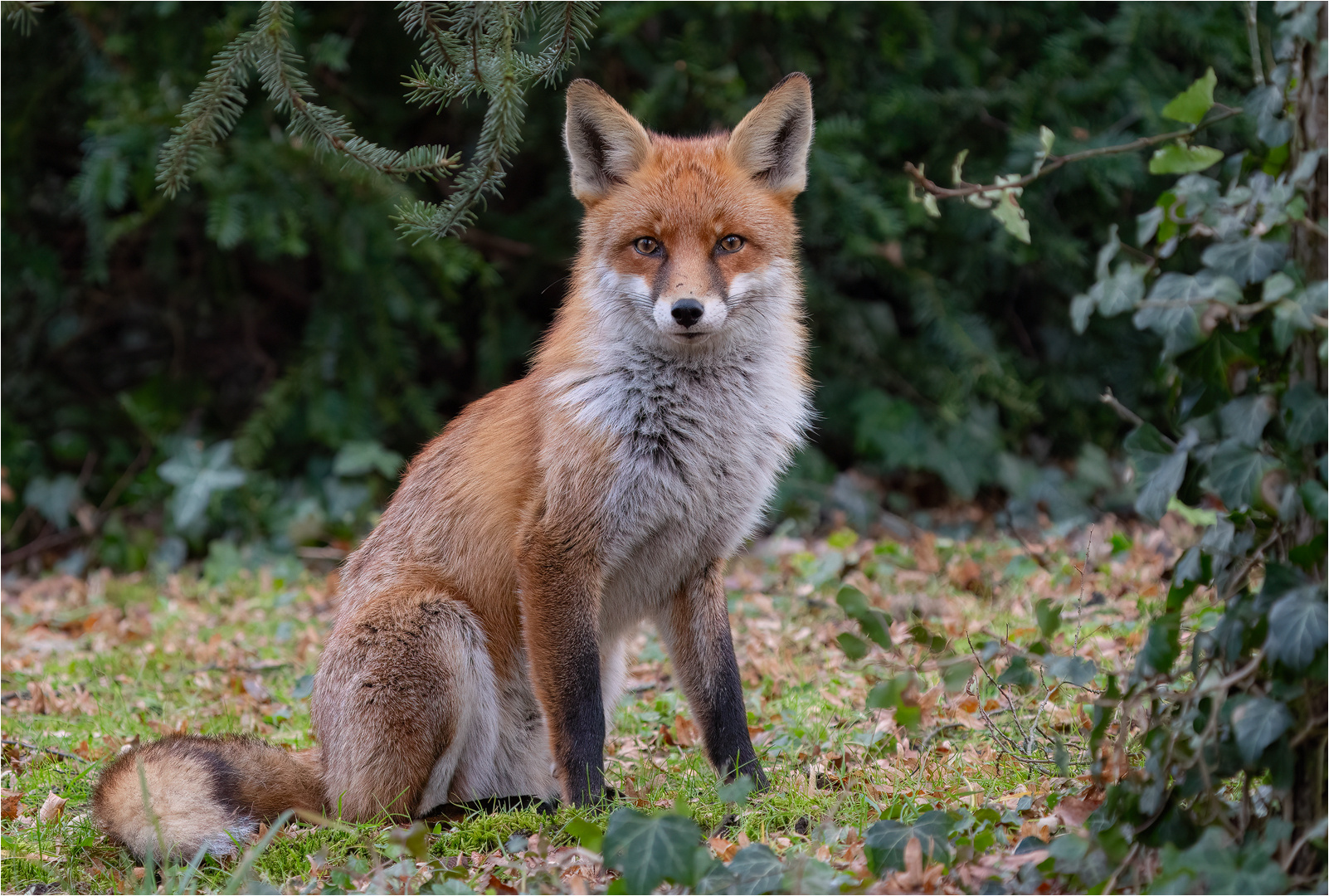 Rotfuchs Foto & Bild | natur, tier, tiere Bilder auf fotocommunity