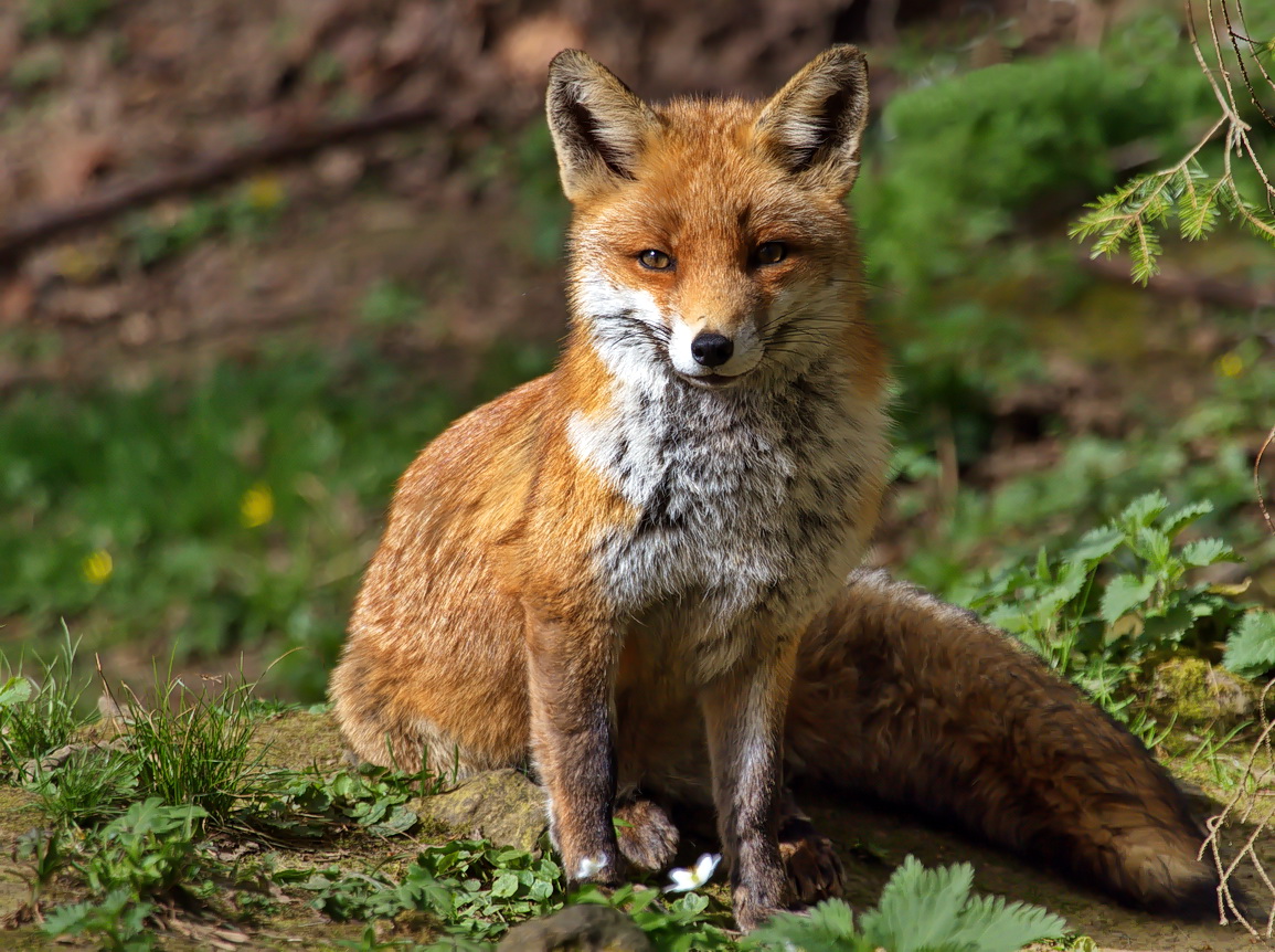 Rotfuchs Foto & Bild | tiere, zoo, wildpark & falknerei, säugetiere ...