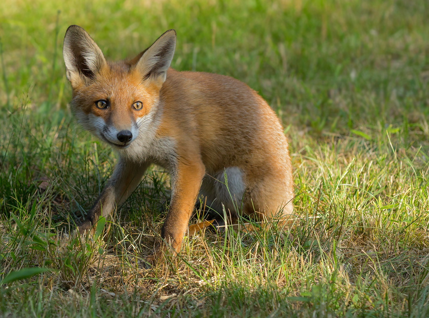 Rotfuchs, einfach nur niedlich Foto & Bild | natur, tiere, wildlife ...