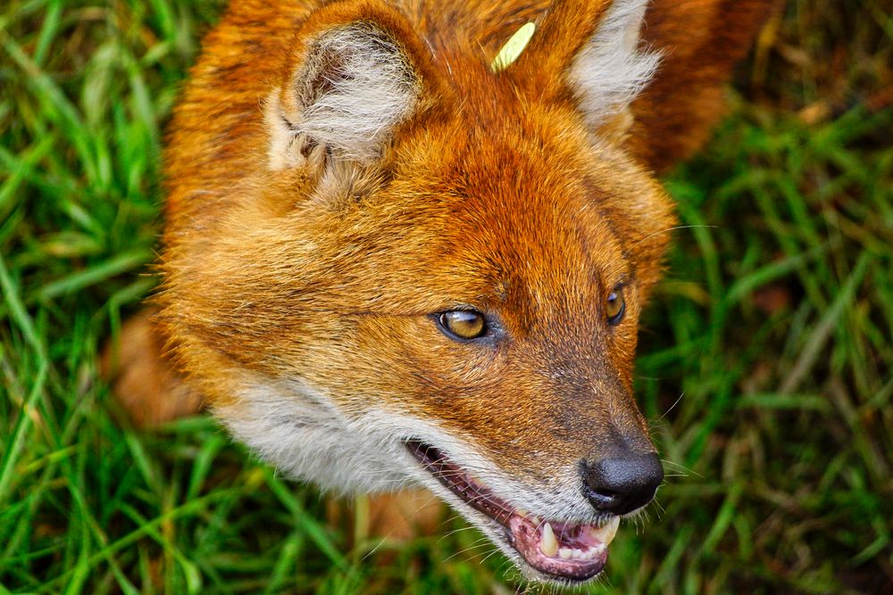 Rotfuchs Foto & Bild | tiere, zoo, wildpark & falknerei, natur Bilder ...