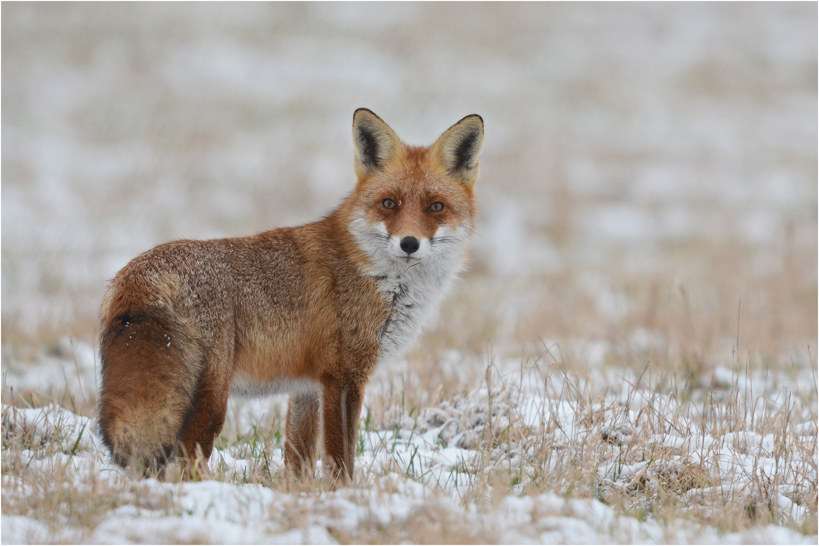Rotfuchs Foto & Bild | natur, tiere, wildlife Bilder auf fotocommunity