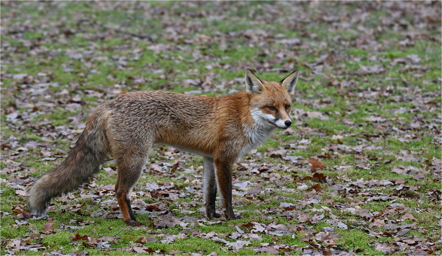 Rotfuchs Foto & Bild | tiere, wildlife, säugetiere Bilder auf fotocommunity