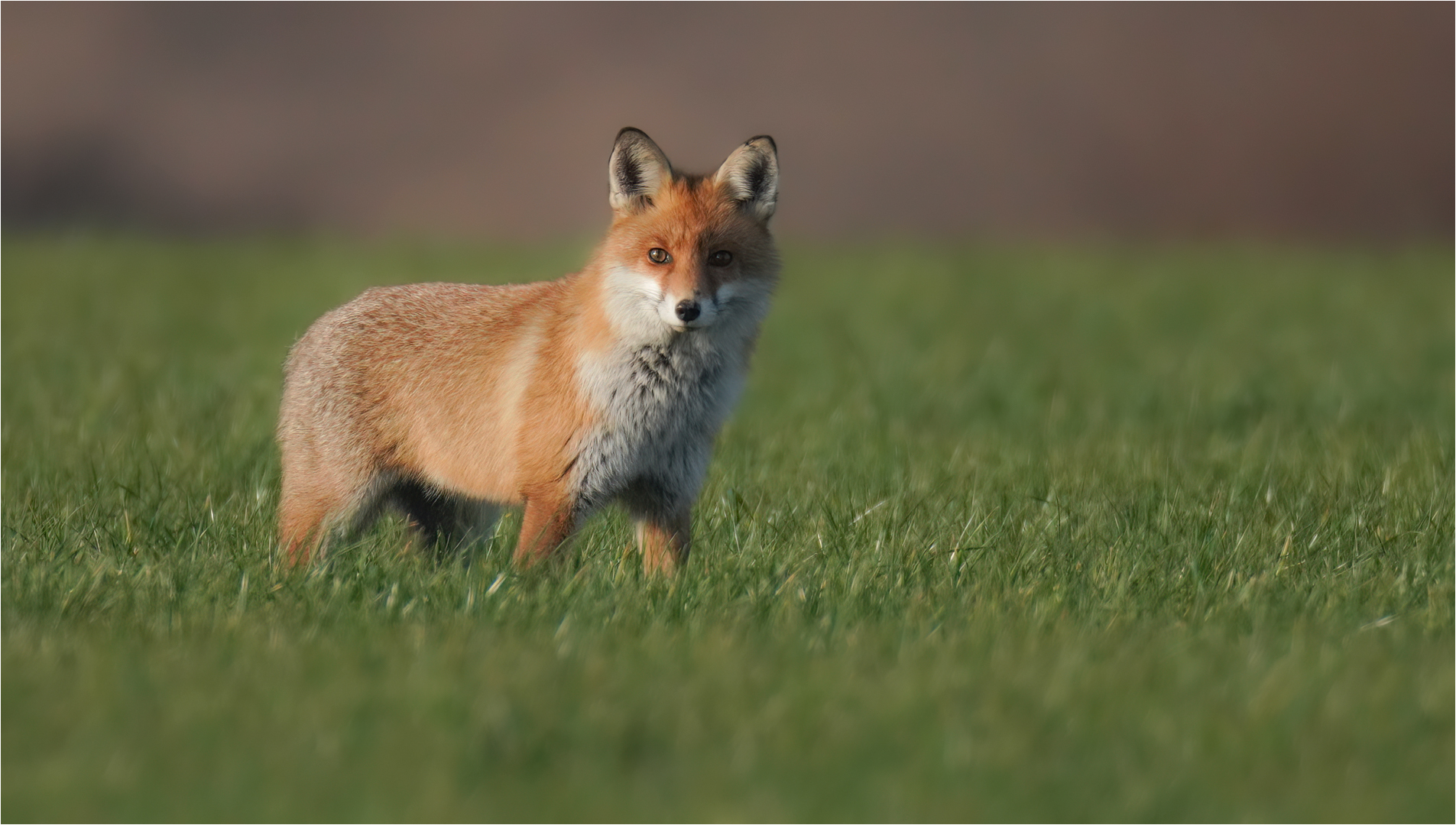 Rotfuchs Foto & Bild | red, natur, tiere Bilder auf fotocommunity