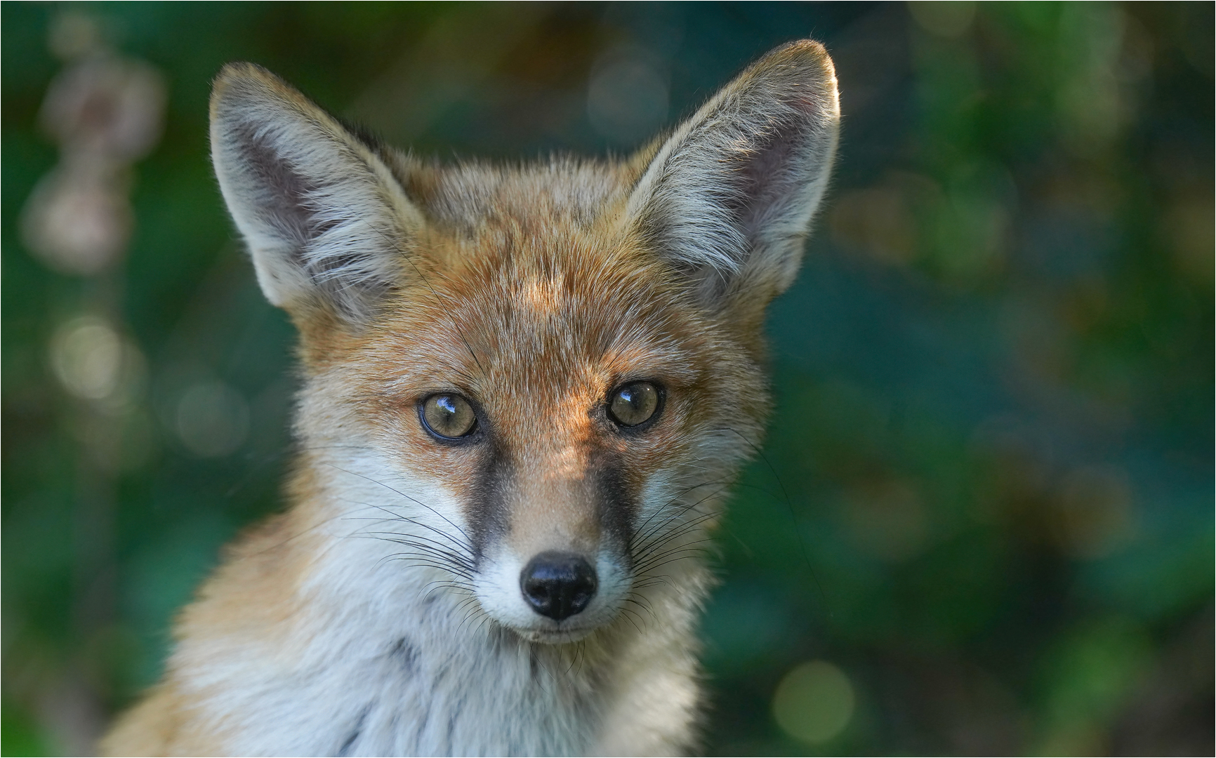 Rotfuchs Foto & Bild | natur, tier, tiere Bilder auf fotocommunity