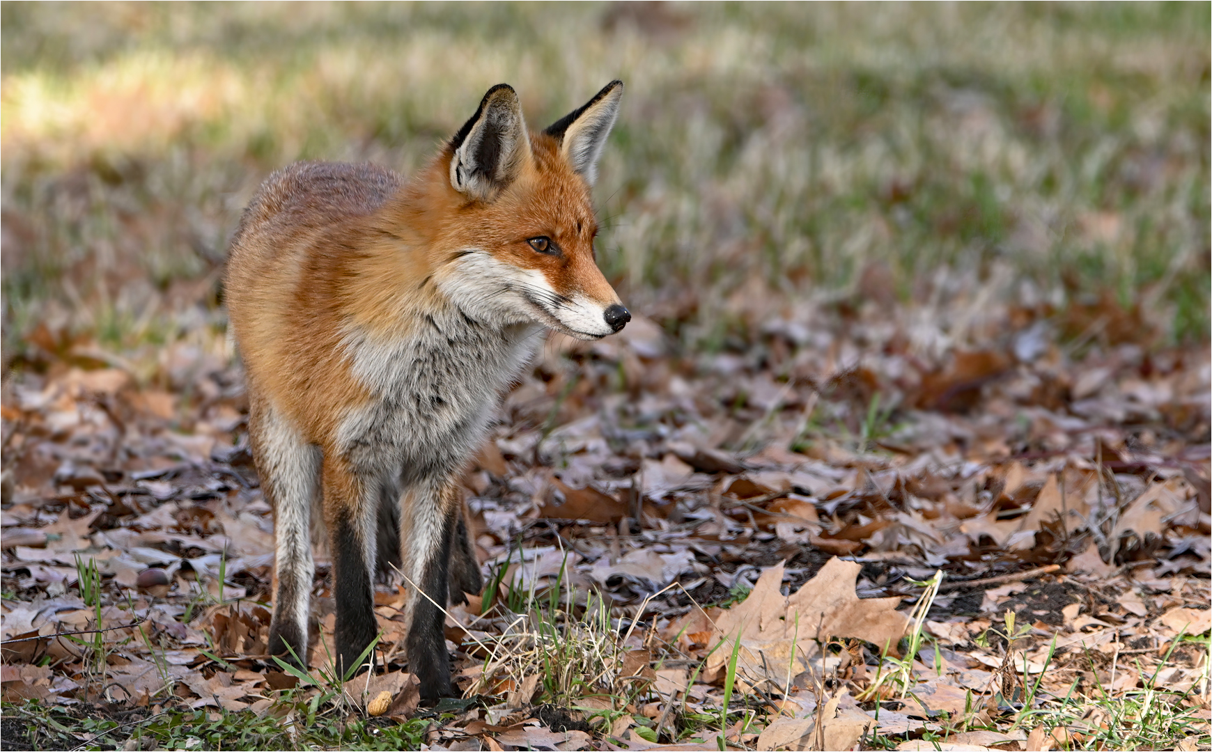 Rotfuchs Foto & Bild | tiere, wildlife, säugetiere Bilder auf fotocommunity