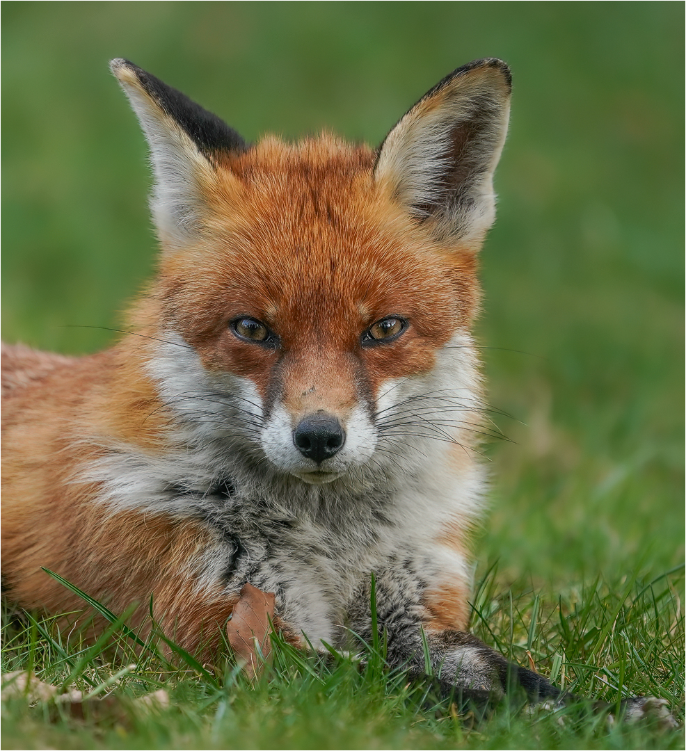 Rotfuchs Foto & Bild | natur, tier, tiere Bilder auf fotocommunity