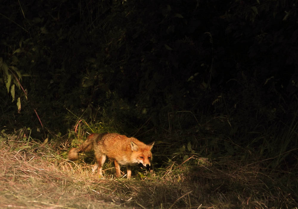 Rotfuchs Fehe mit Maulwurf Foto & Bild | natur, tiere, wildlife Bilder ...