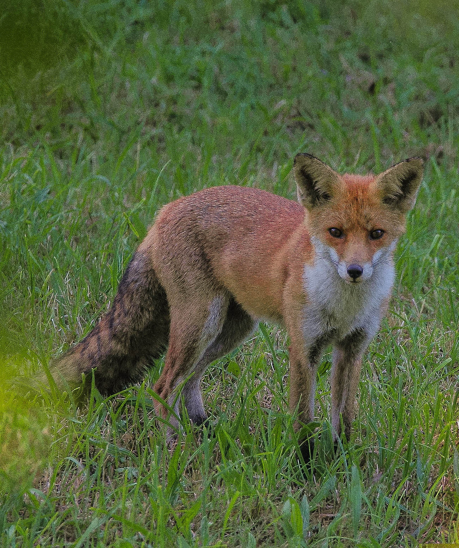 Rotfuchs hat mich im Blick Foto & Bild | natur, tiere, wildlife Bilder ...