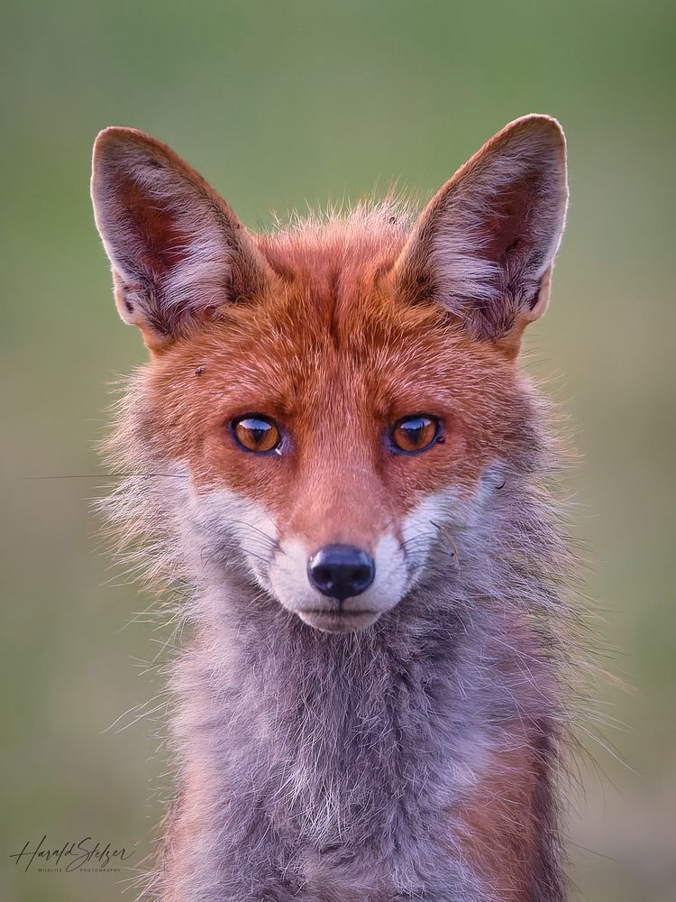 Rotfuchs im Portrait Foto & Bild | tiere, wildlife, säugetiere Bilder ...