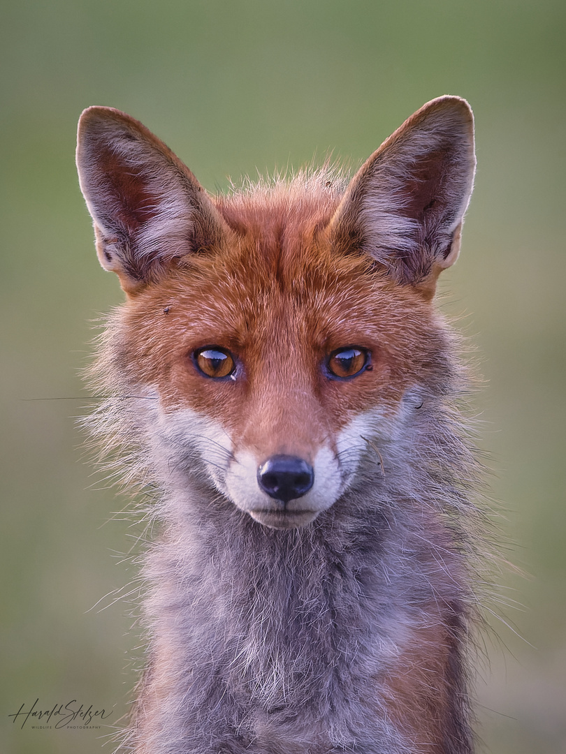 Rotfuchs im Portrait Foto & Bild | tiere, wildlife, säugetiere Bilder ...