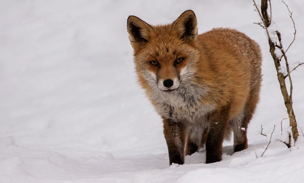 Rotfuchs im Schnee 001 Foto & Bild | deutschland, europe, nordrhein ...