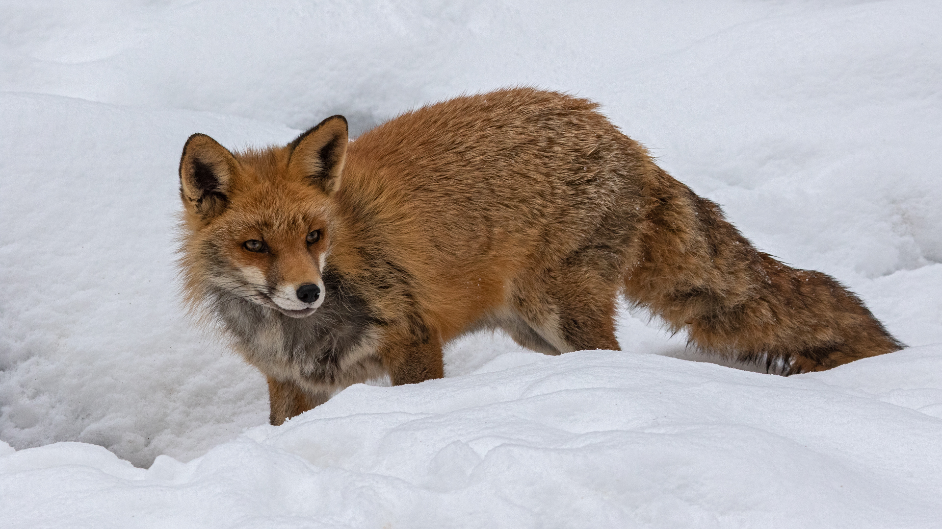Rotfuchs im Schnee 002 Foto & Bild | deutschland, europe, nordrhein ...