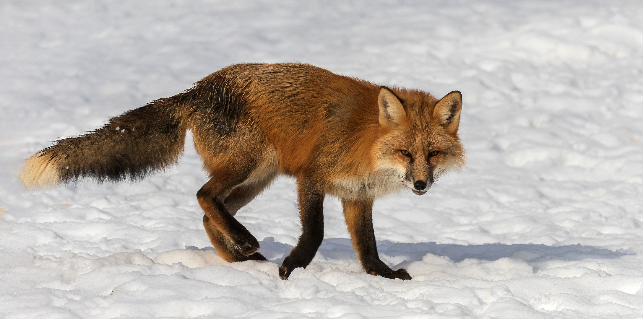 Rotfuchs im Schnee Foto & Bild | deutschland, europe, nordrhein ...
